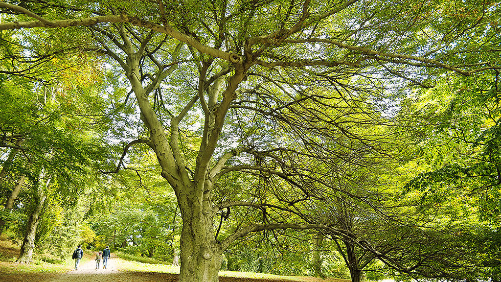 The Best Parks in Boston: 11 Green Spaces Perfect for Picnics