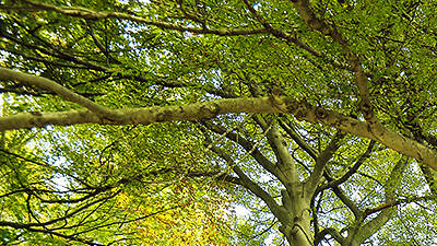 The Best Parks in Boston: 11 Green Spaces Perfect for Picnics