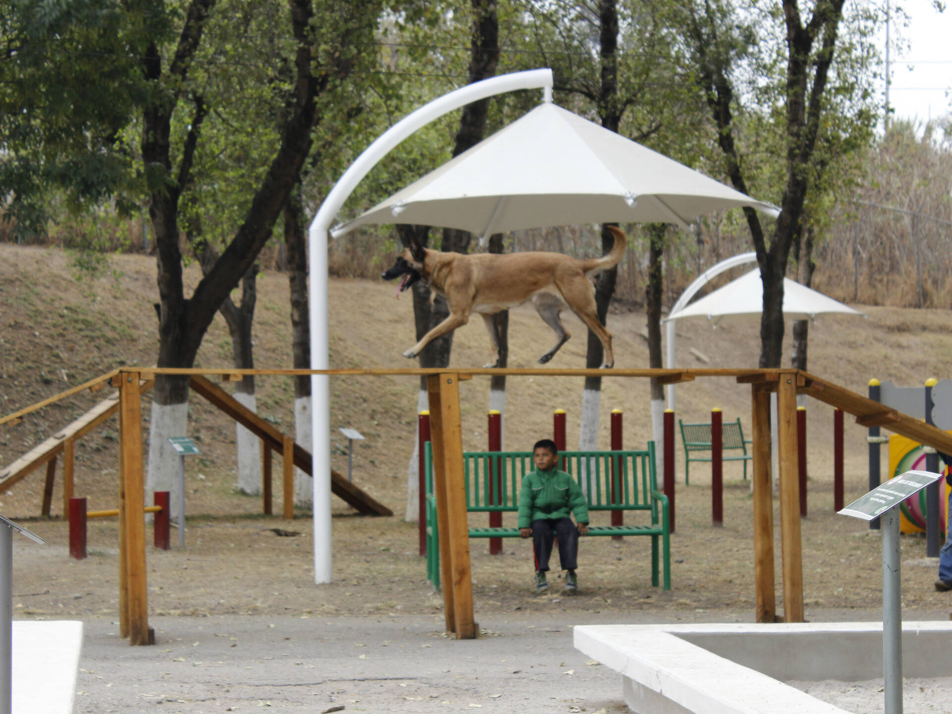 Los mejores parques para perros en la Ciudad de México