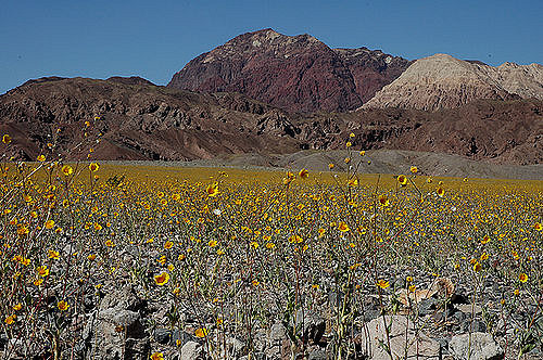 Best Places to See Southern California Wildflowers