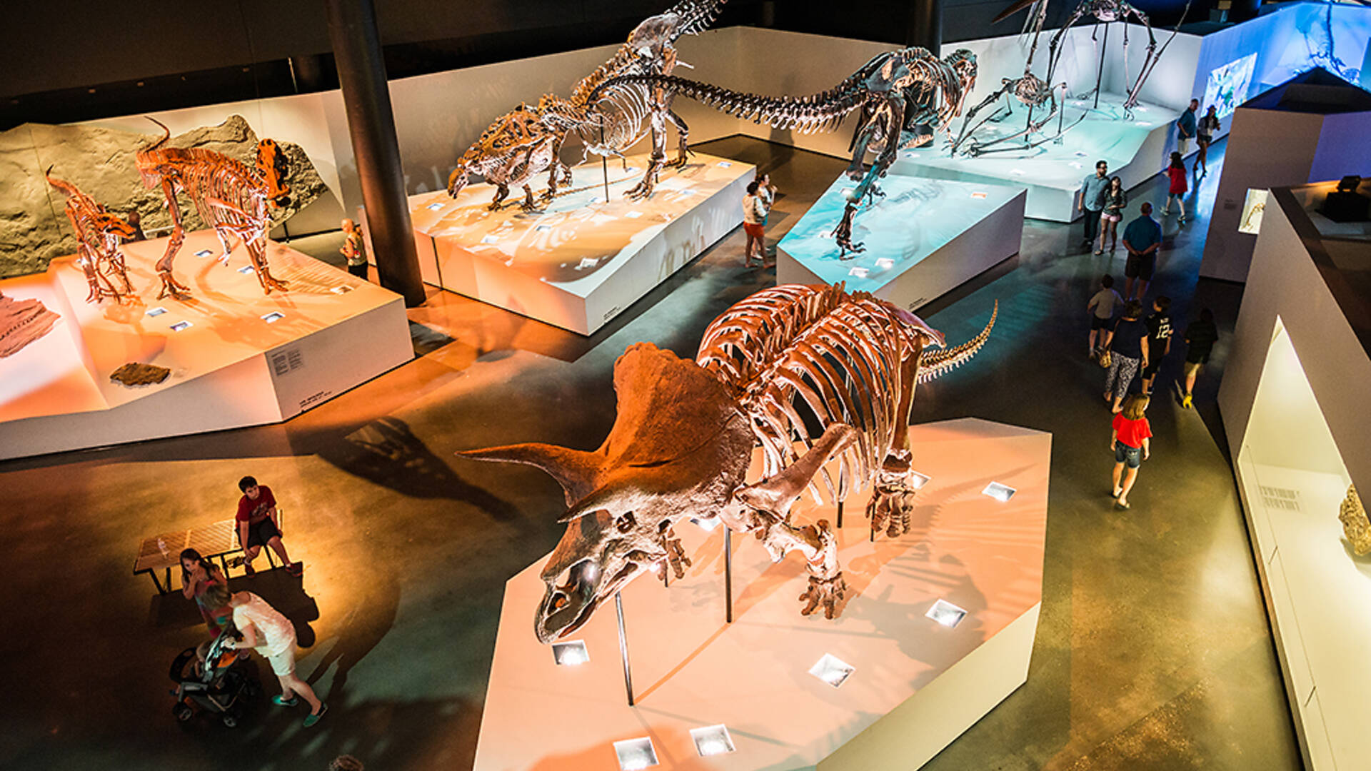 Everything to Know About Houston Museum of Natural Science
