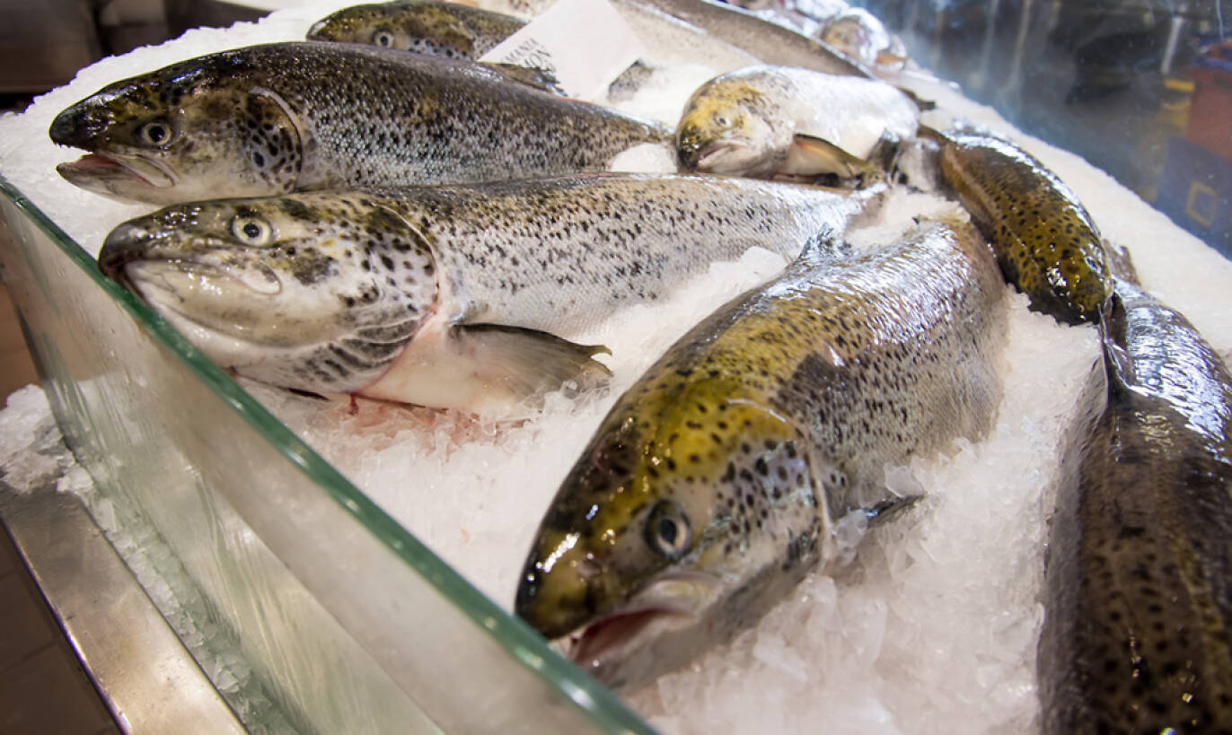 Find the best fish market in New York for fresh seafood
