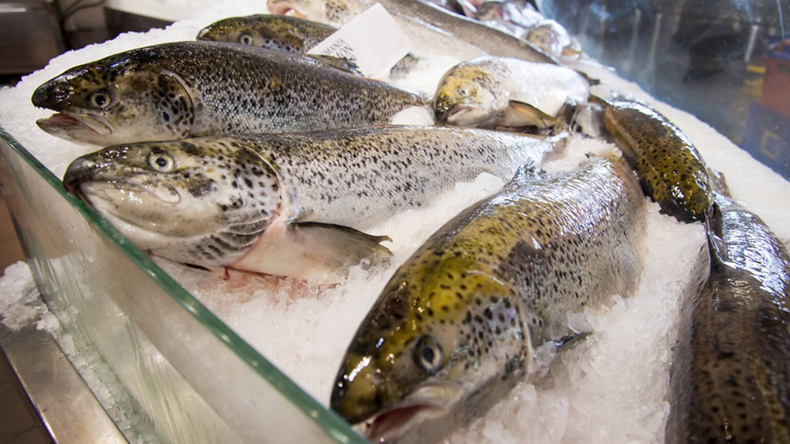 Find the best fish market in New York for fresh seafood