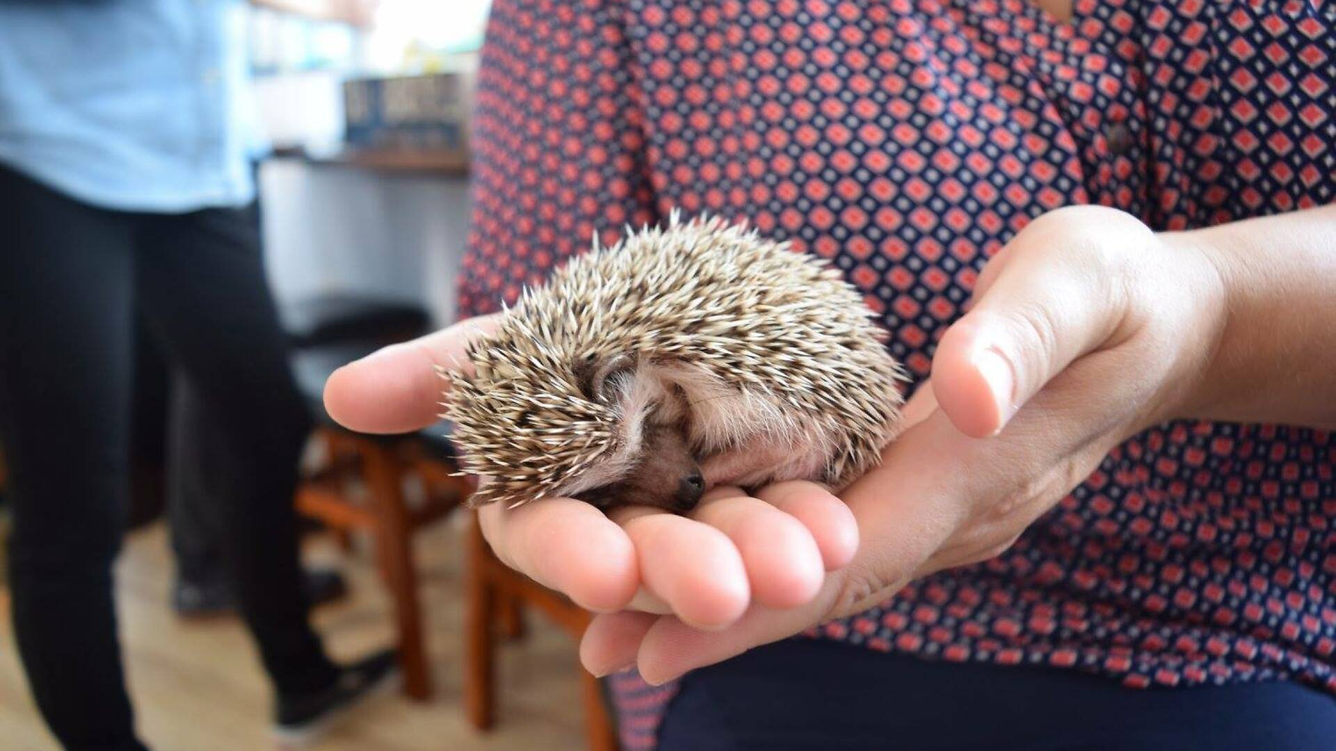 Hedgehog Café Harry | Restaurants in Roppongi, Tokyo