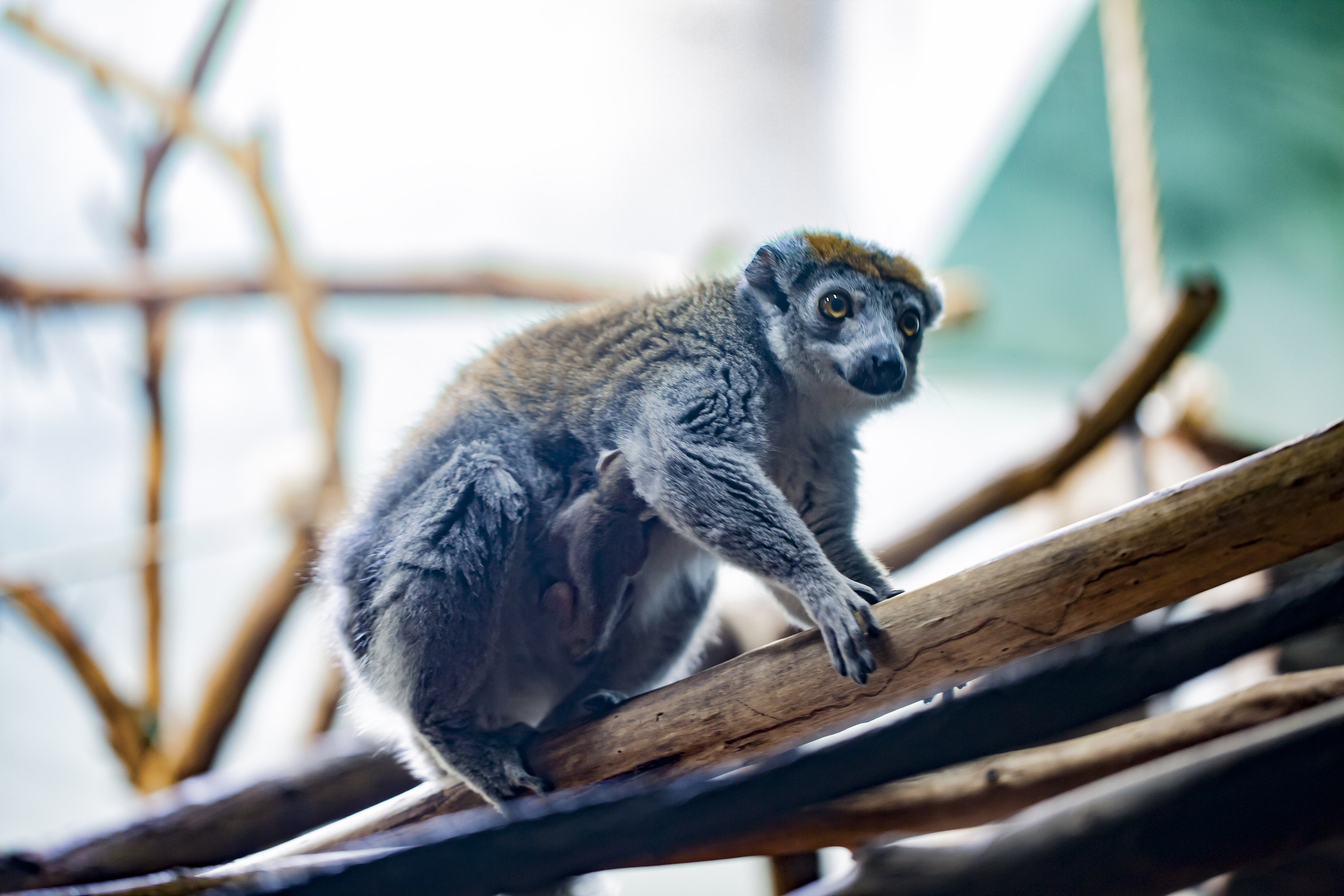 Virtual meet-and-greet a Lincoln Park Zoo animal | Things to do in Chicago