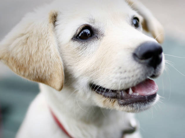 Adopt a pet from the RSPCA this weekend for only $29