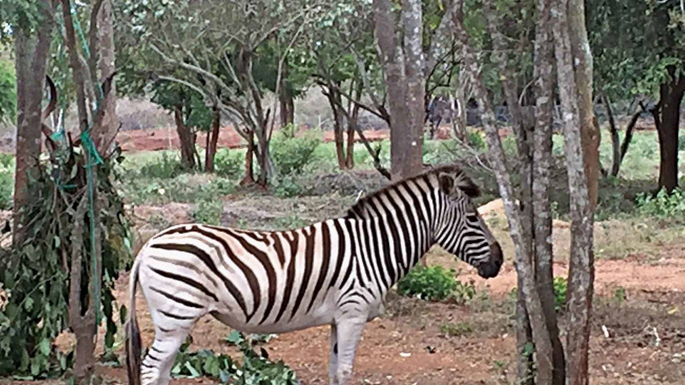 Wild world in a park