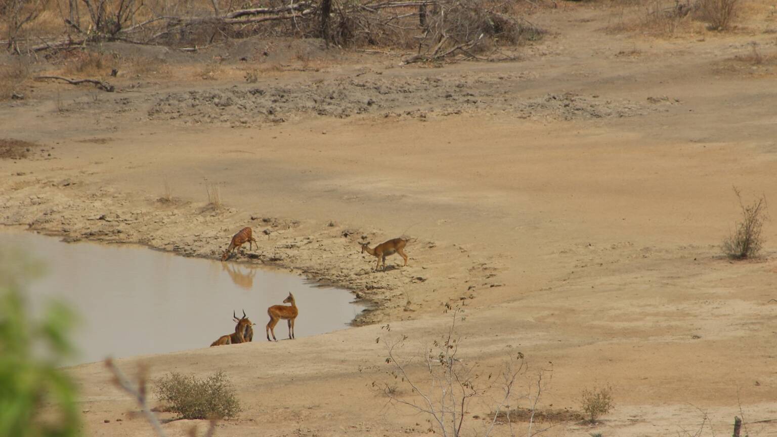 Safari at Zaina Lodge