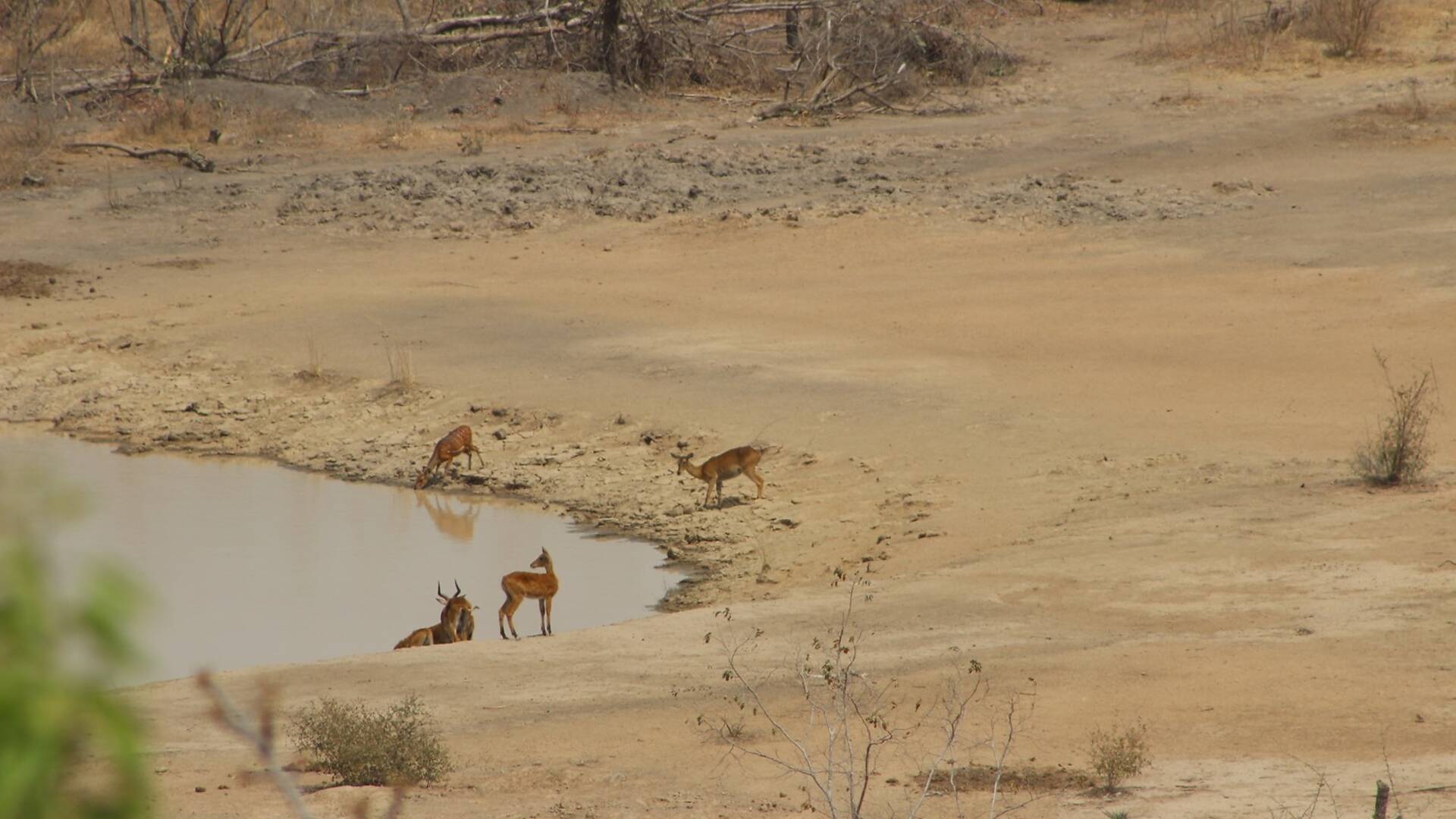 Safari at Zaina Lodge