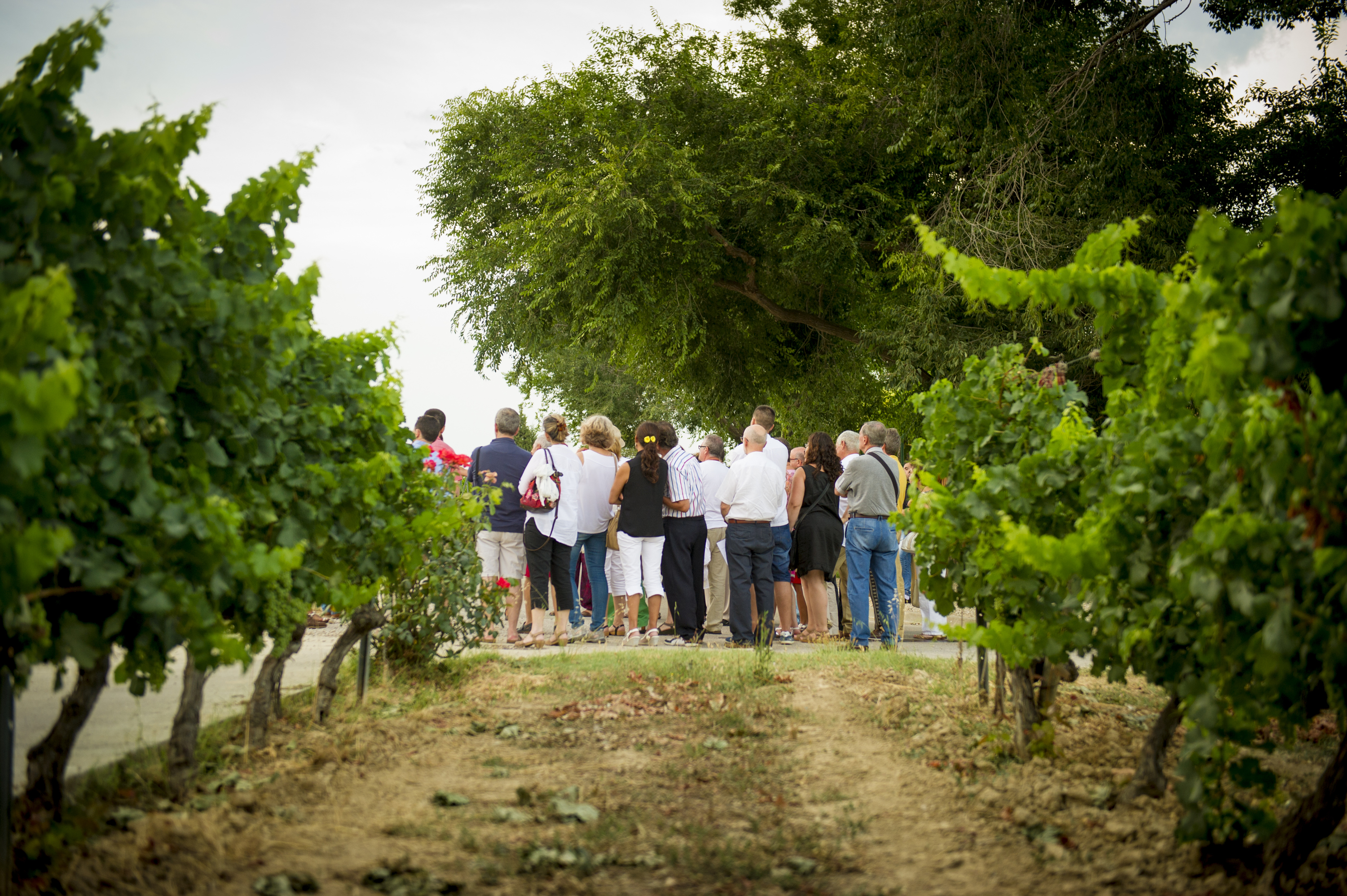 5 imprescindibles de la Noche de Estrellas de Bodegas Torres 5 imprescindibles de la Noche de Estrellas de Bodegas Torres