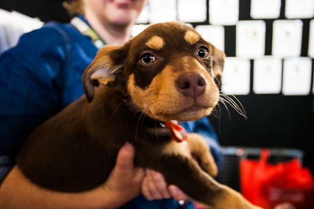 Sydney Science Festival guide 2017