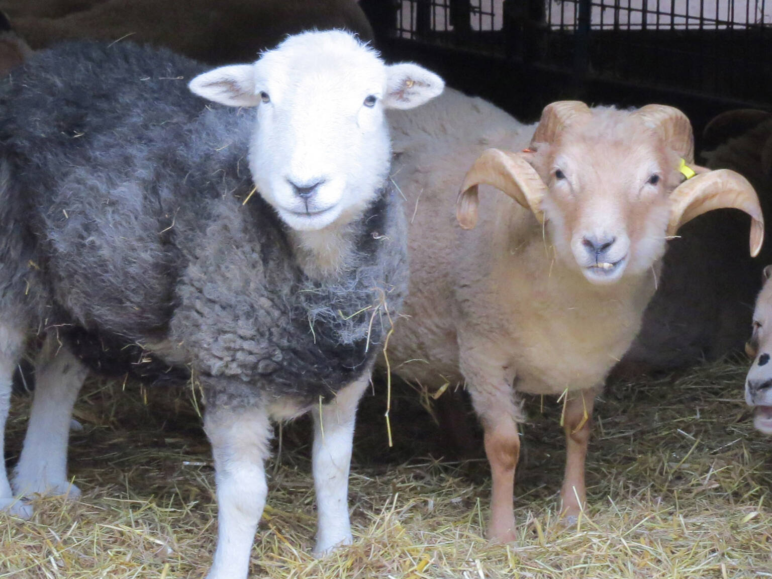 Best City Farms In London For Spotting Super Cute Animals