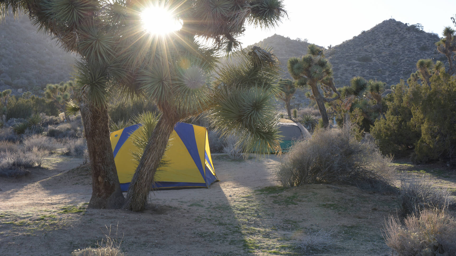 Joshua Tree camping guide for desert adventurers