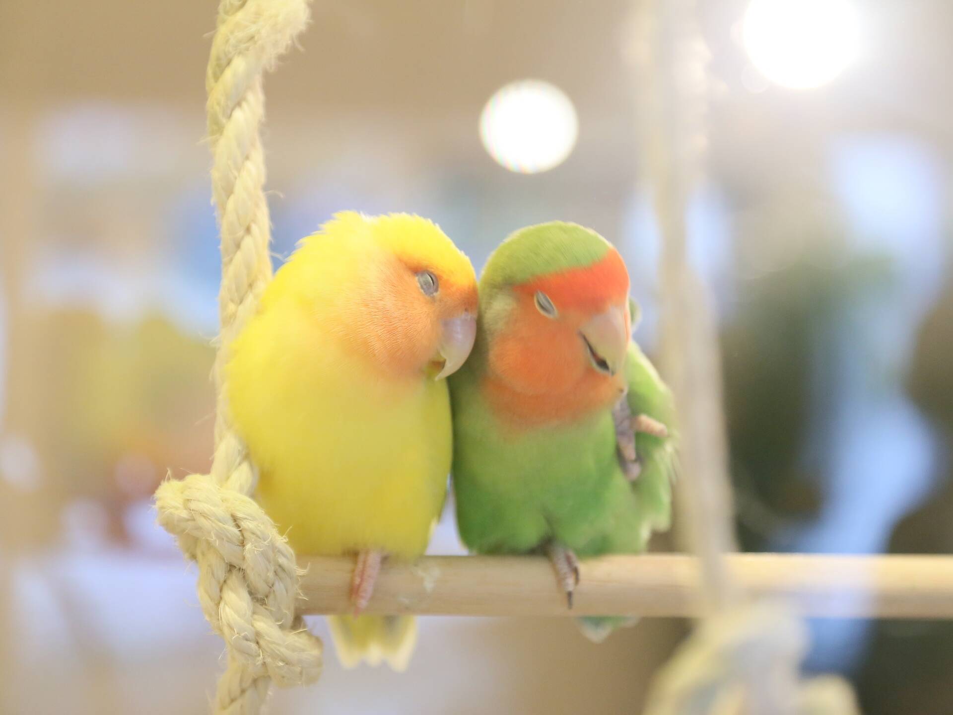 10 best animal and pet cafés in Tokyo