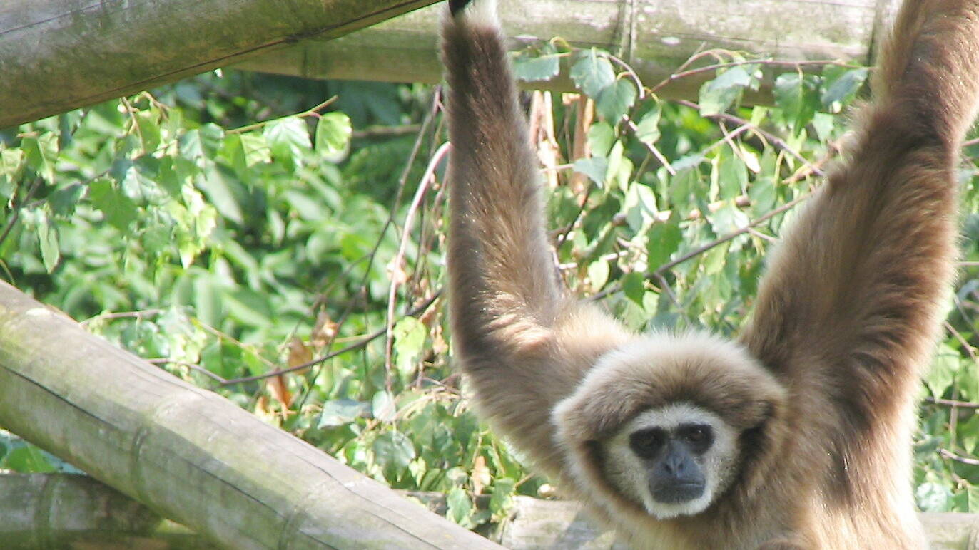 Hong Kong's top 10 famous animals