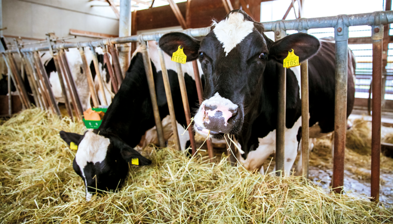 Things to do in Sapporo