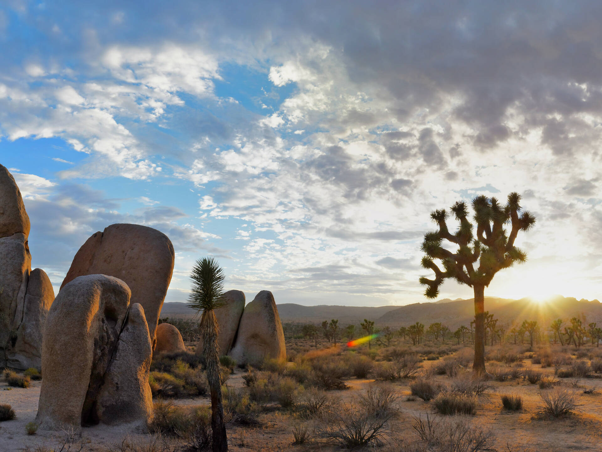 Best Things to Do in Joshua Tree for an Action-Packed Visit