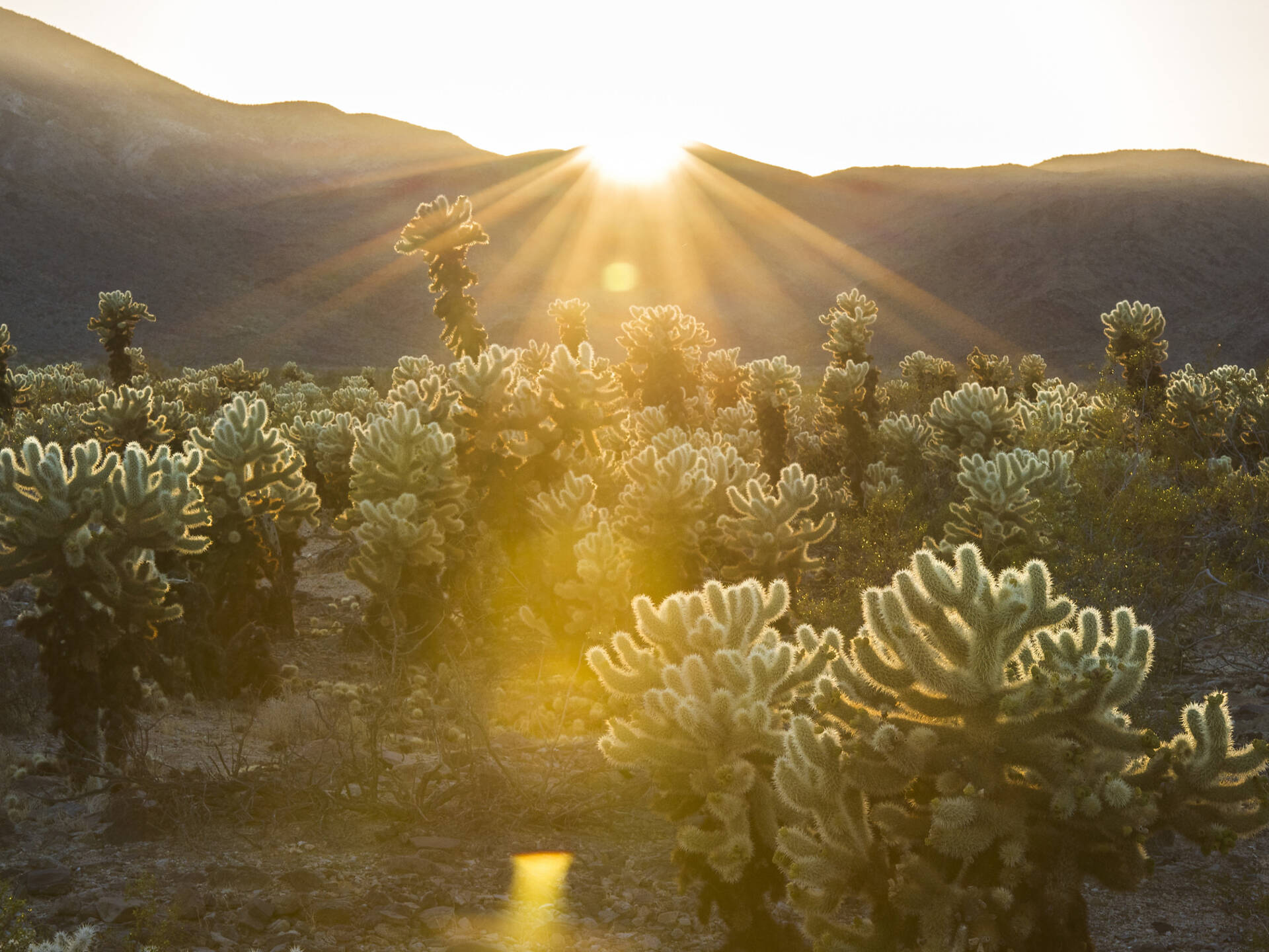 Best Things to Do in Joshua Tree for an Action-Packed Visit