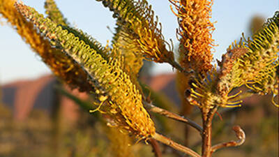Things to do in Uluru-Kata Tjuta National Park