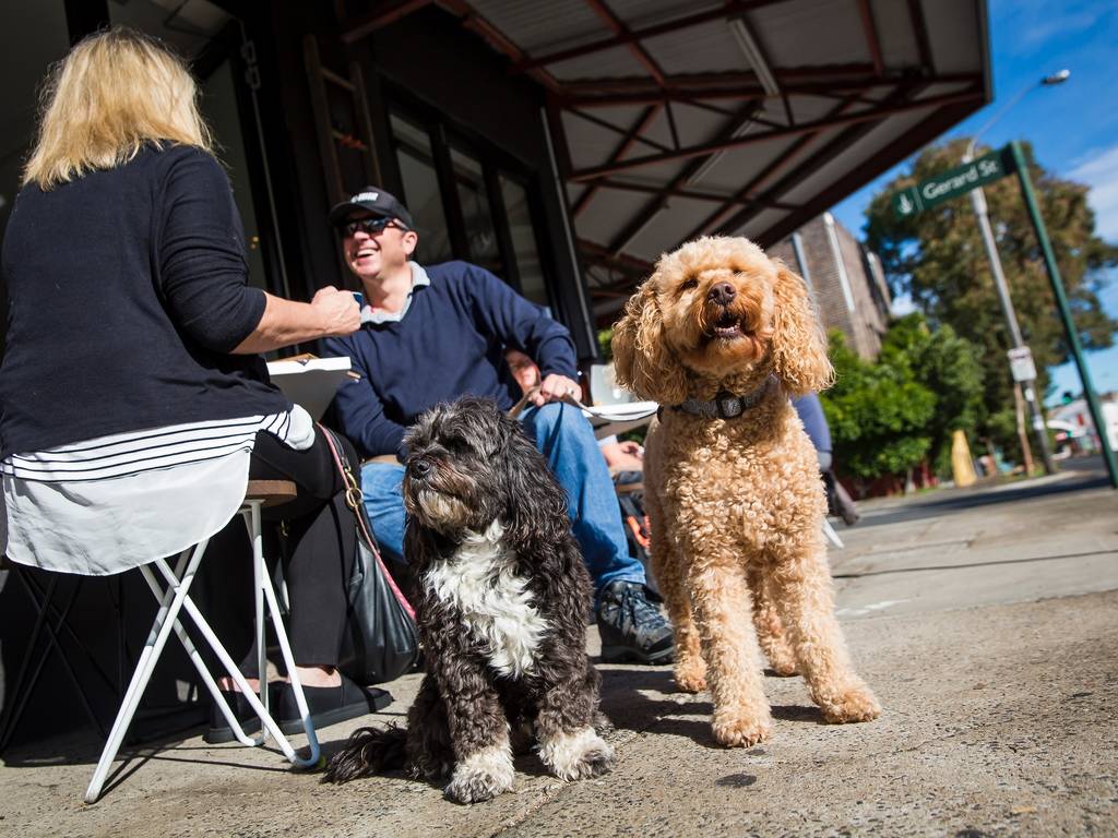 The secret life of Sydney pets