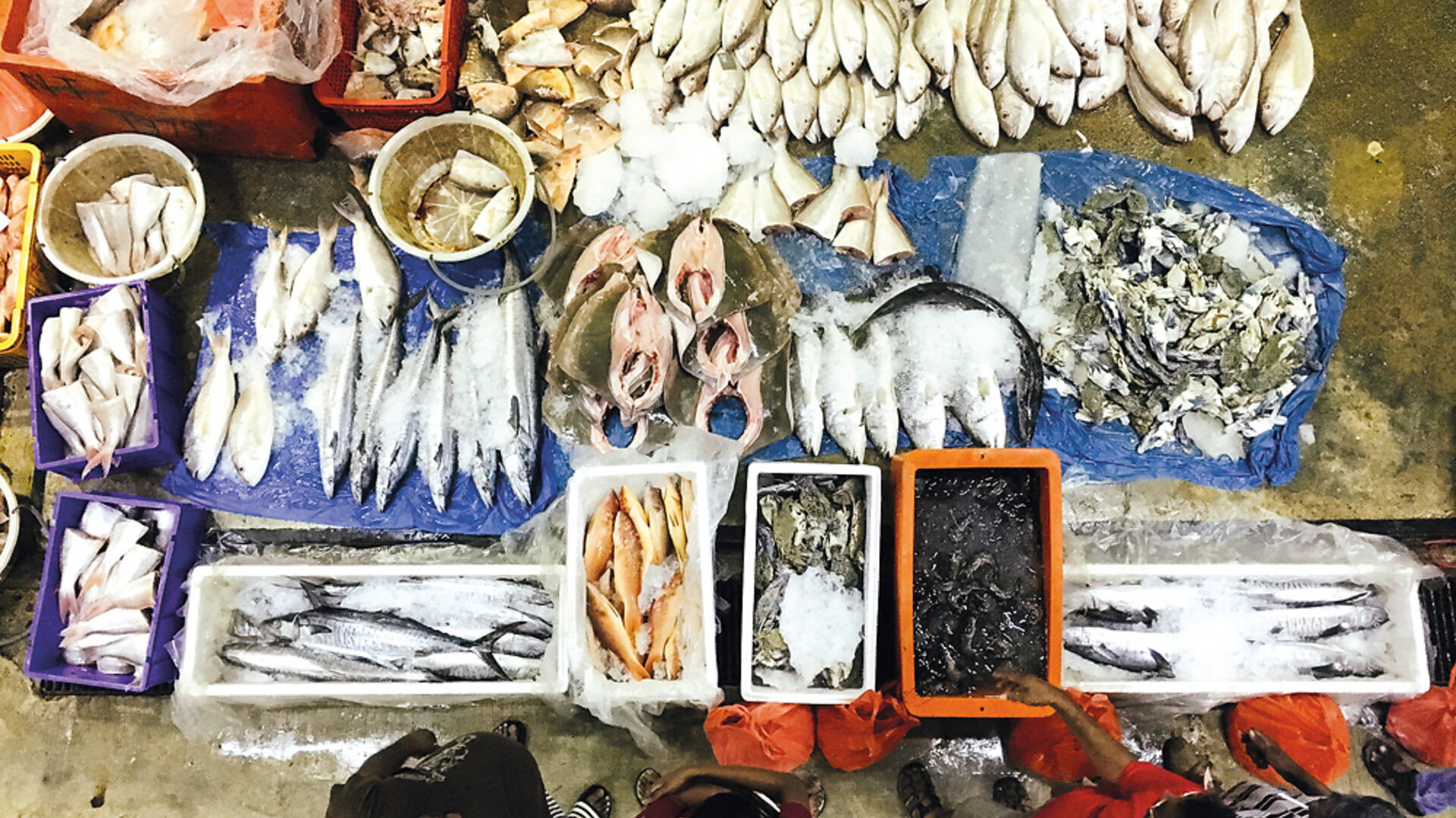 City stories: Jurong Fishery Port