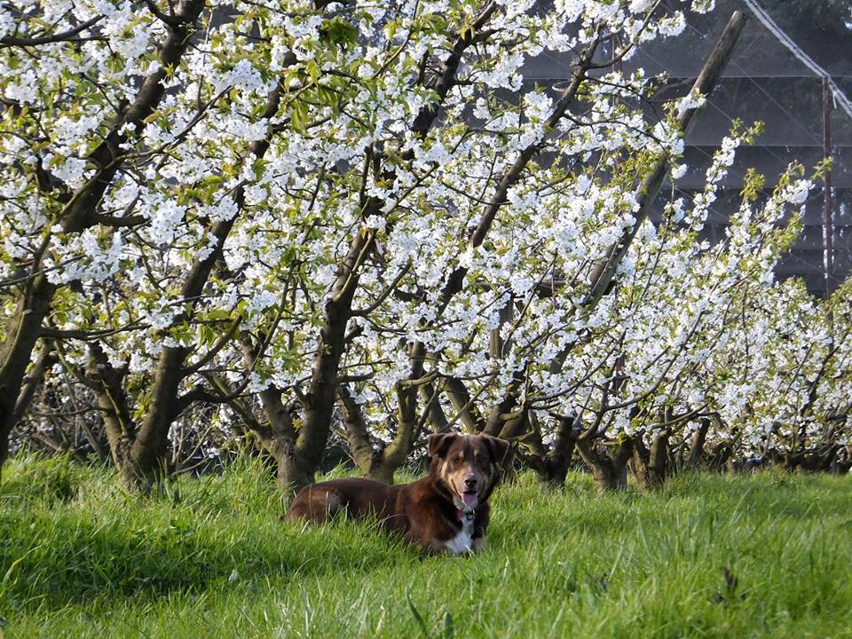 Red Hill Cherry Farm | Travel in Red Hill, Melbourne