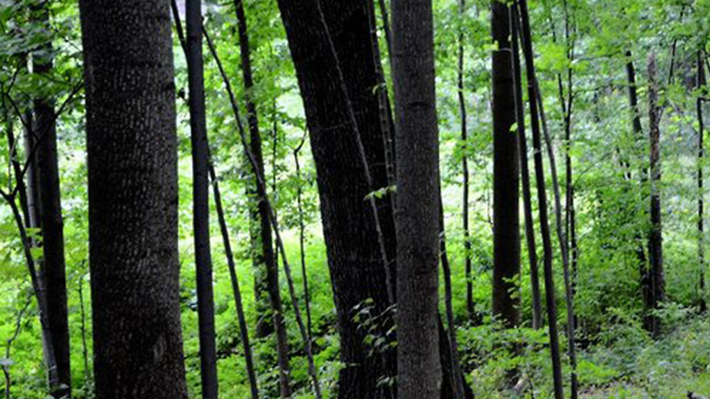 12 Awesome Things To Do In The Bronx Like Visiting The NYBG