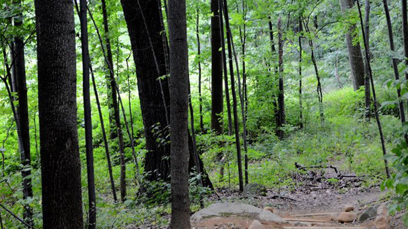 12 Awesome Things To Do In The Bronx Like Visiting The NYBG