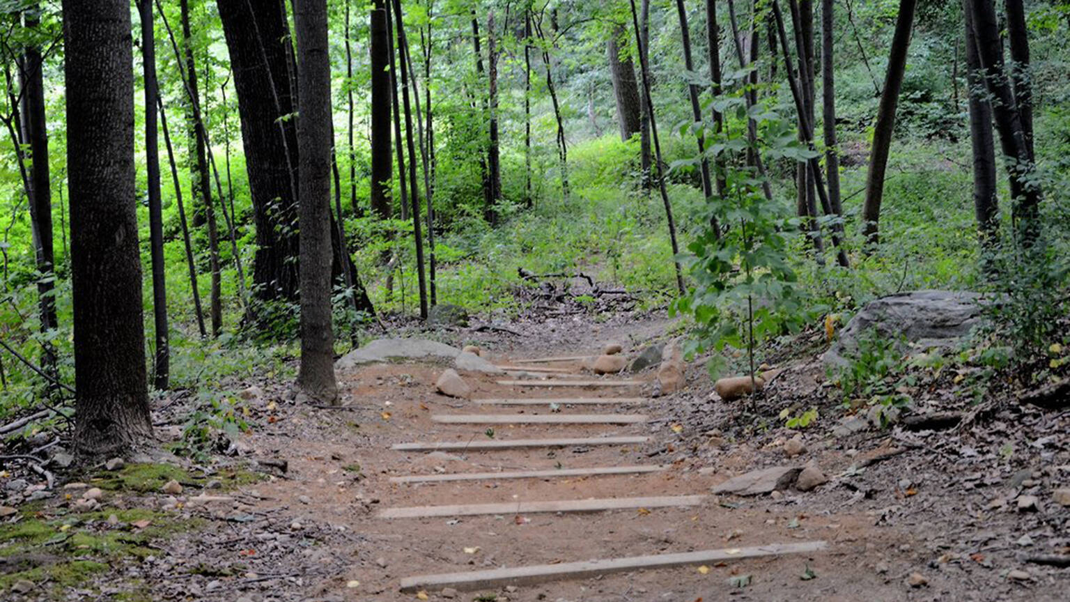 12 Awesome Things To Do In The Bronx Like Visiting The NYBG