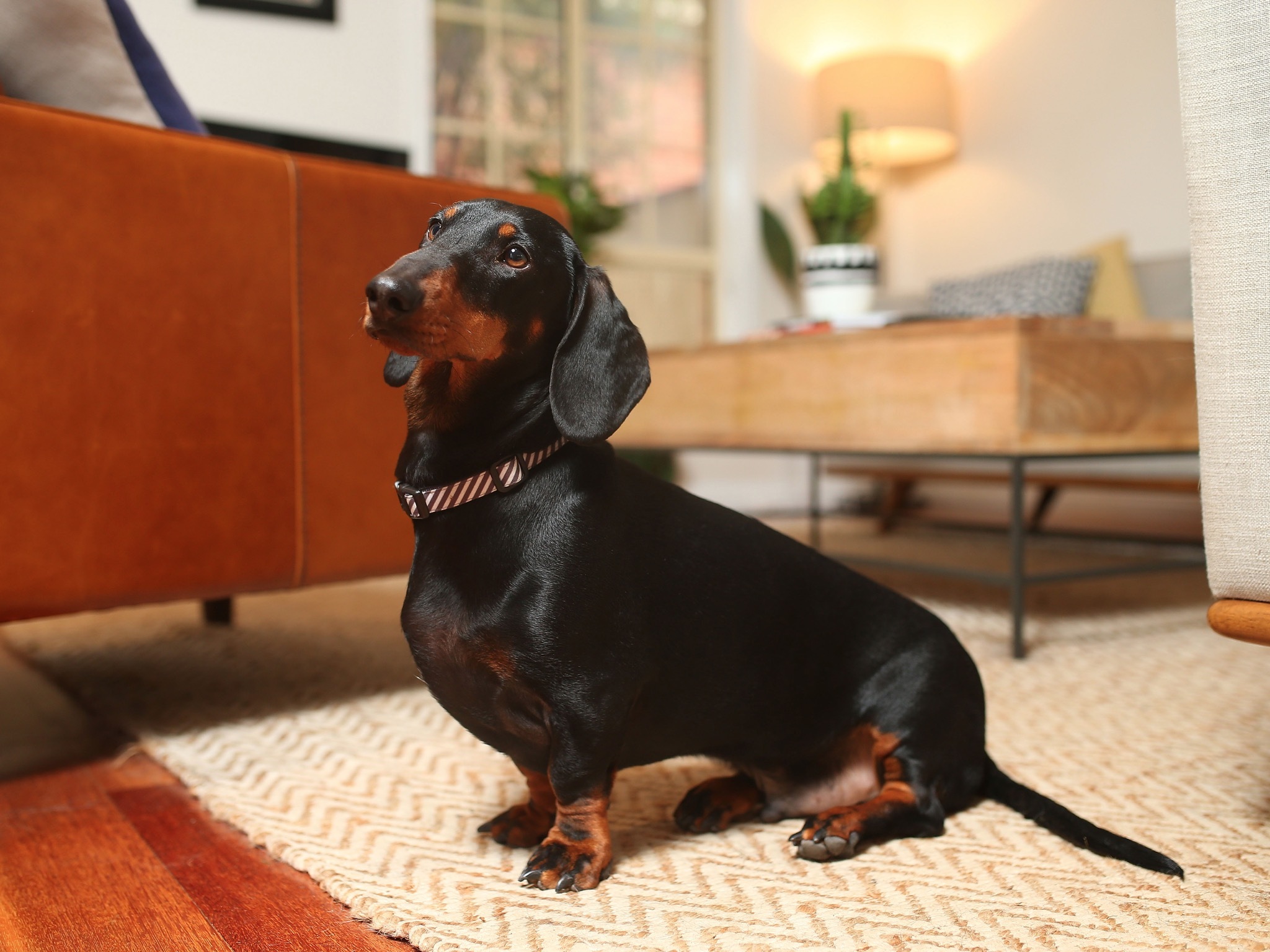 The Secret Life of Pets: George