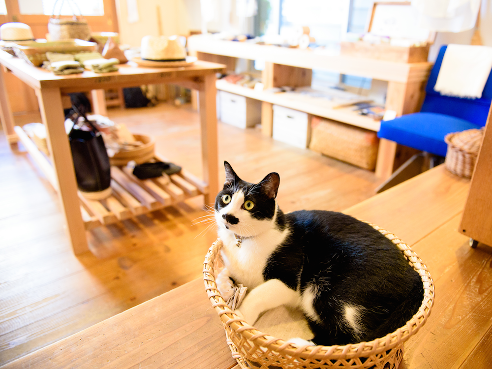 Public cats of Tokyo: Musubi, Kunitachi | Time Out Tokyo