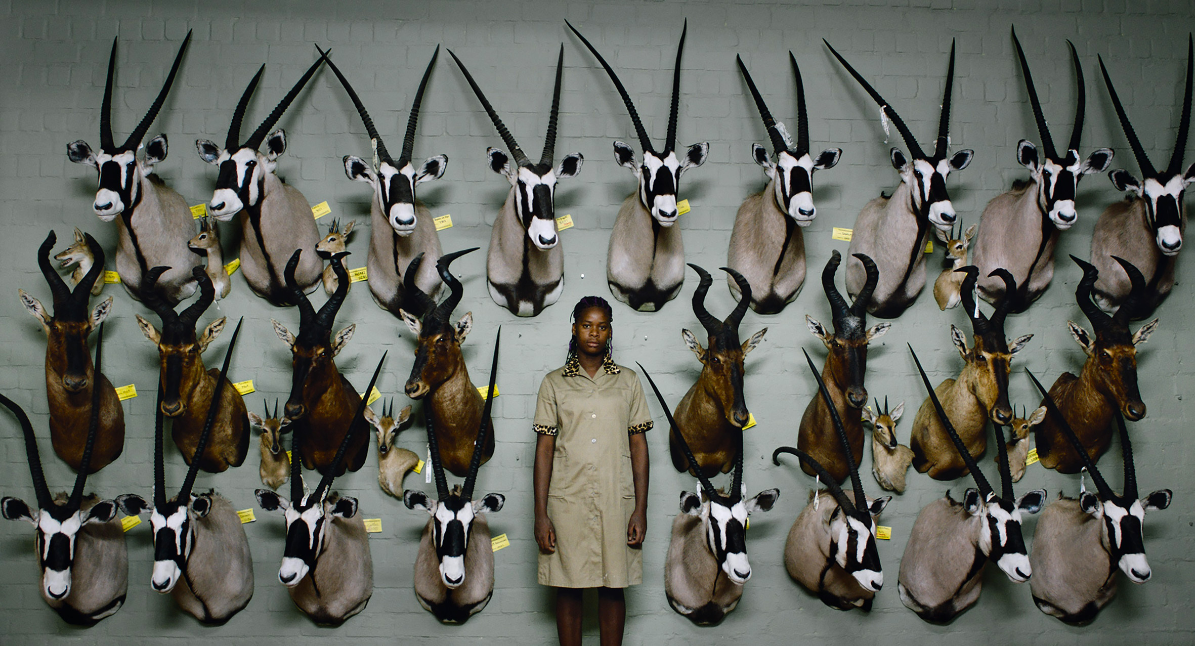 Safari 2016, directed by Ulrich Seidl | Film review