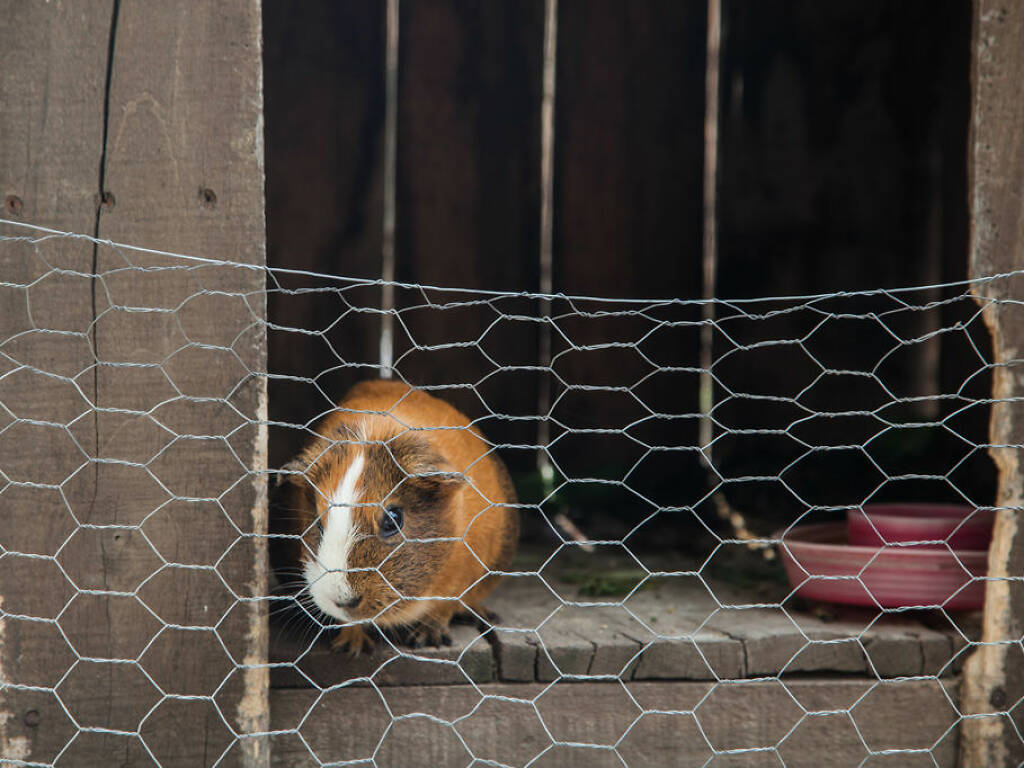 Granjas en la Ciudad de México