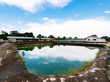 10 Best Farms in Singapore To Visit