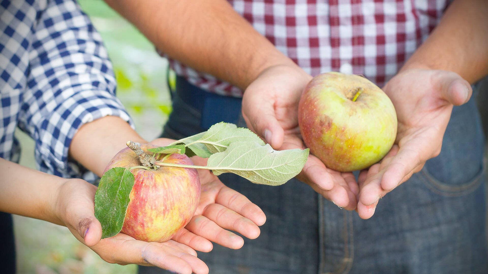 Riley's Stone Soup Farm & Heritage Orchard | Attractions in Oak Glen ...