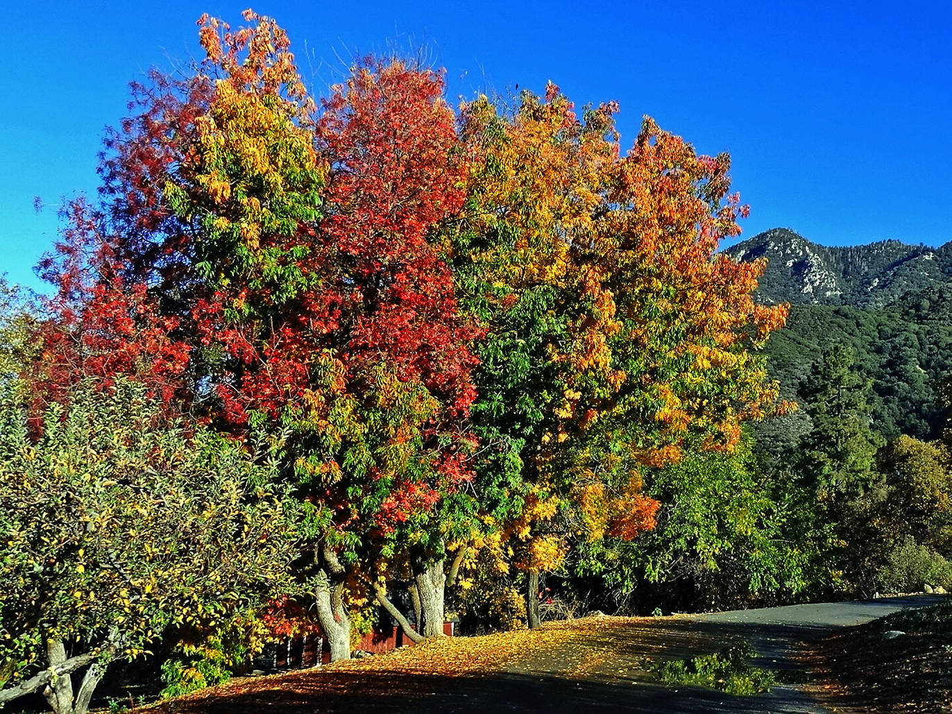 Fall Foliage in Los Angeles: Best Places to Spot Fall Colors