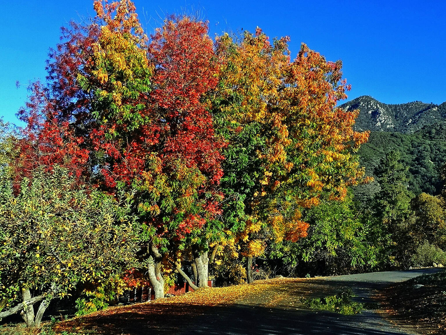 Fall Foliage in Los Angeles: Best Places to Spot Fall Colors