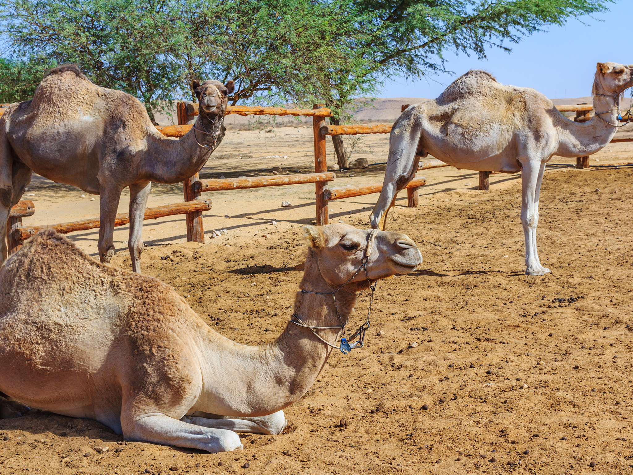 Negev Camel Ranch | Attractions in Negev, Israel