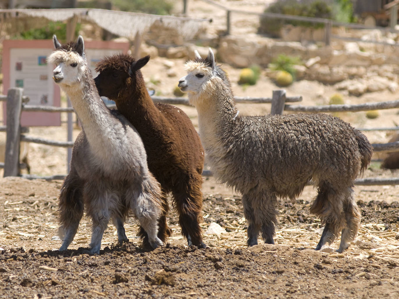 A tourist’s guide to Mitzpe Ramon - the Negev desert town