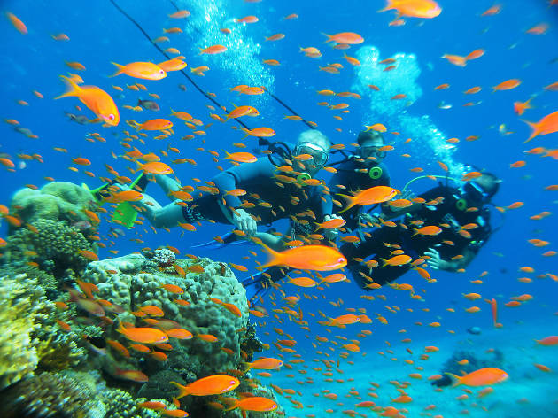 Snuba in the Red Sea | Sites et monuments à Eilat, Israël