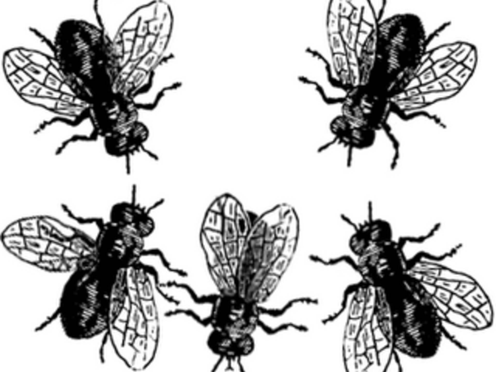 Myths and legends of Girona