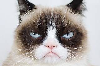 Real cat Grumpy Cat to join the fake cats of Cats on Broadway