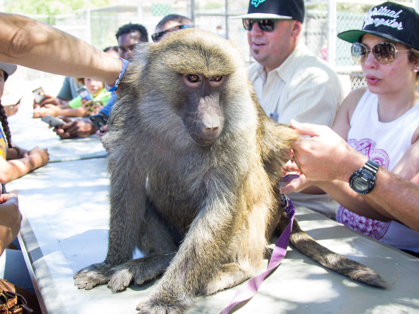 Wildlife Sanctuaries Near Los Angeles for Animal Encounters