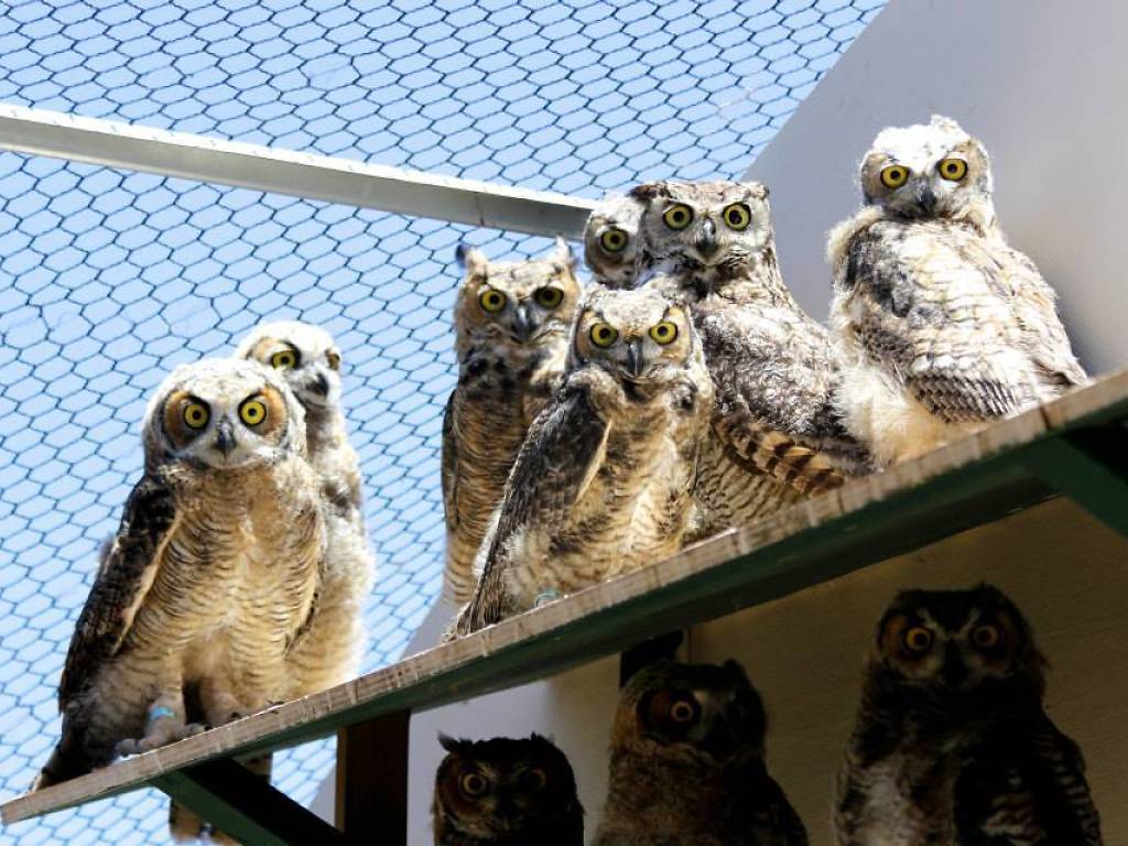 Wildlife Sanctuaries Near Los Angeles for Animal Encounters