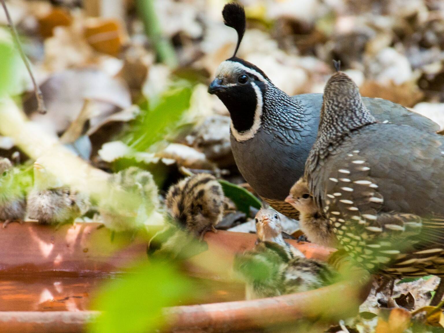 Wildlife Sanctuaries Near Los Angeles for Animal Encounters
