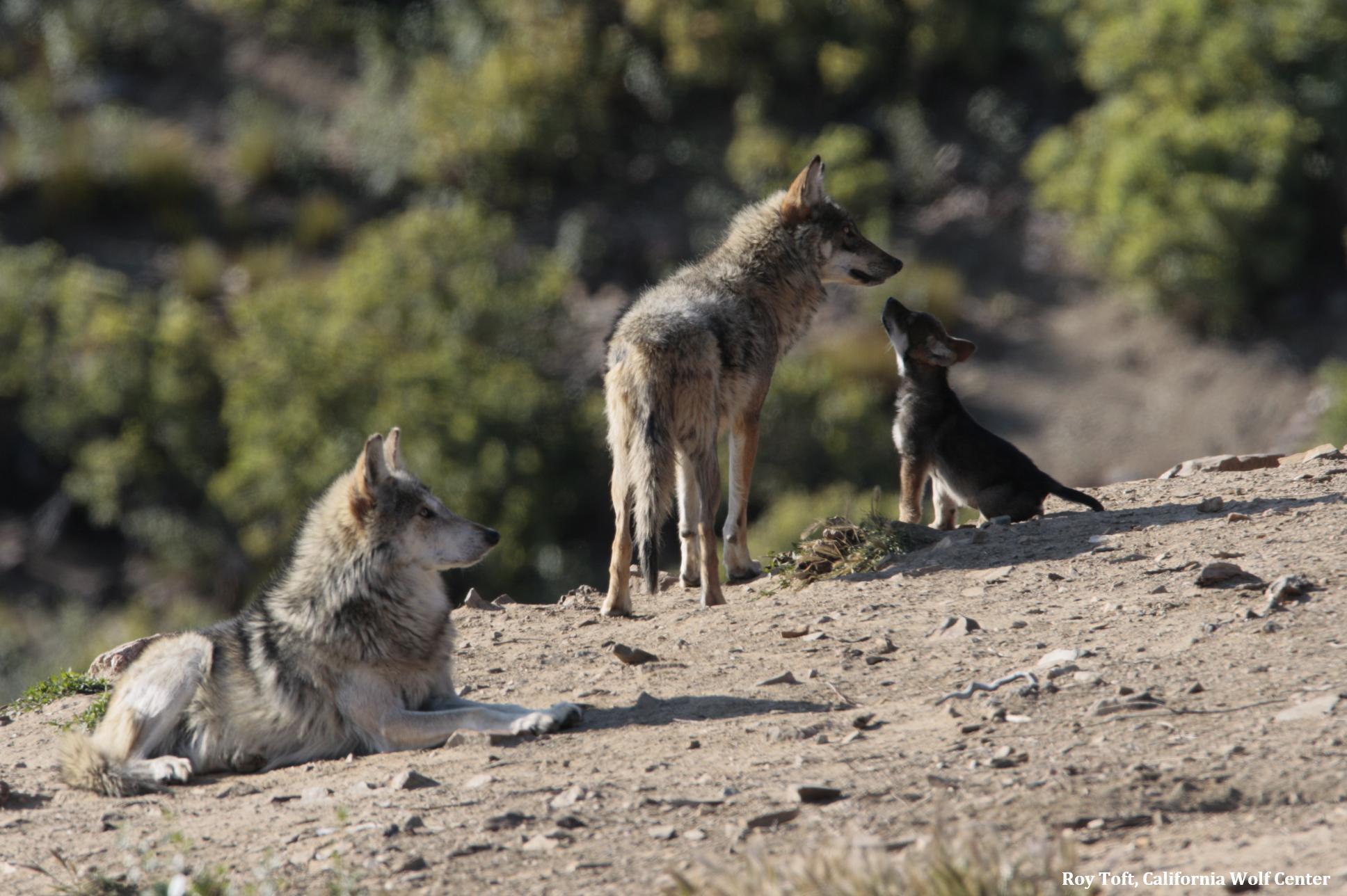 Wildlife Sanctuaries Near Los Angeles for Animal Encounters