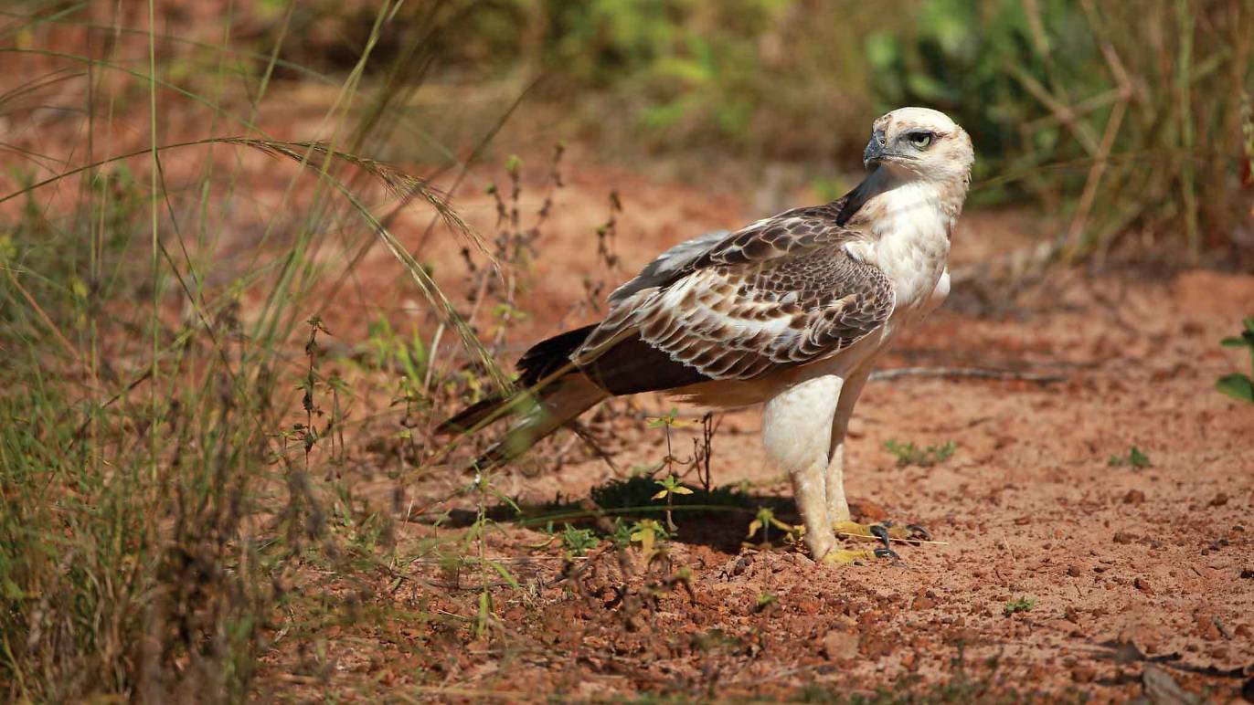 Chundikulam Bird Sanctuary