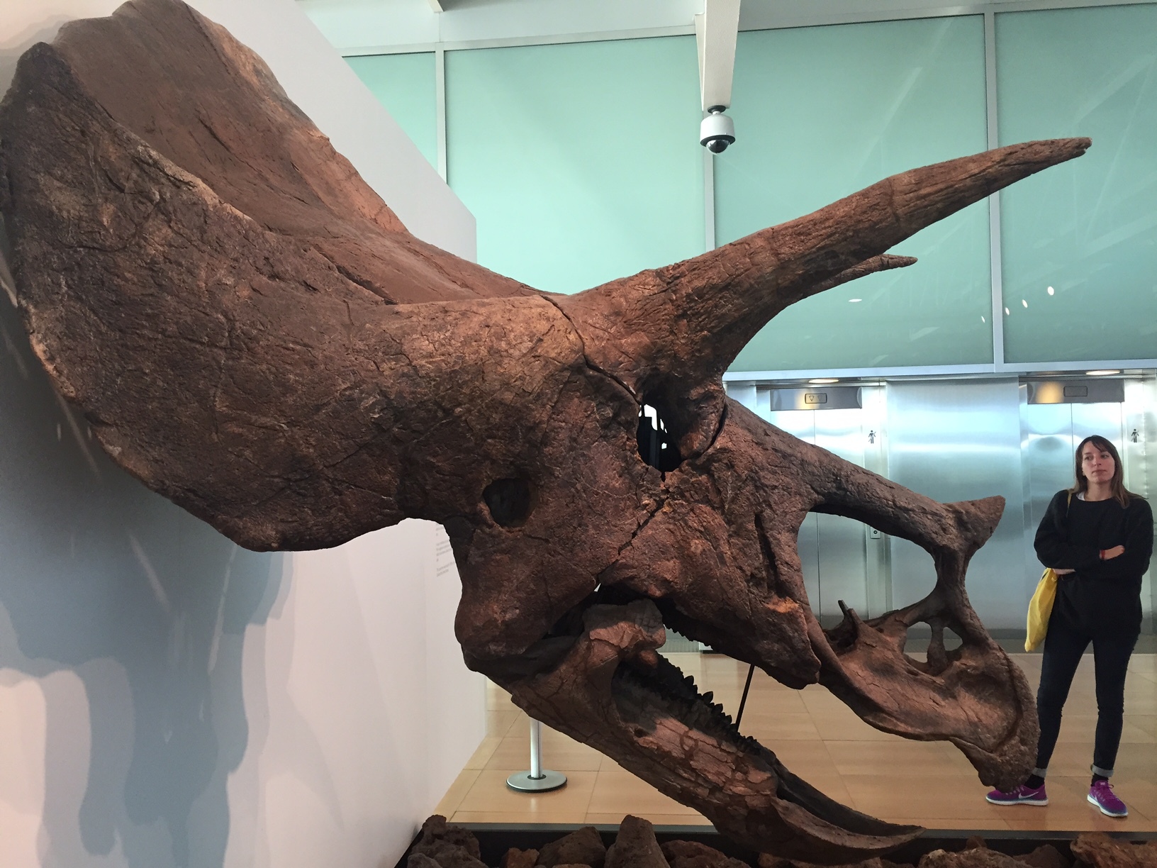 Els 10 imperdibles del CosmoCaixa