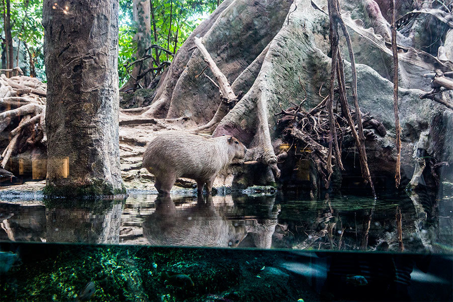 El 'vecindario' del Bosque Inundado de CosmoCaixa
