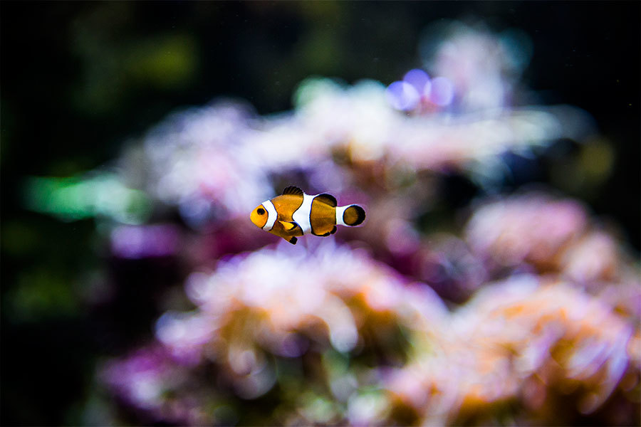 El CosmoCaixa en 10 imágenes [FOTOGALERÍA]